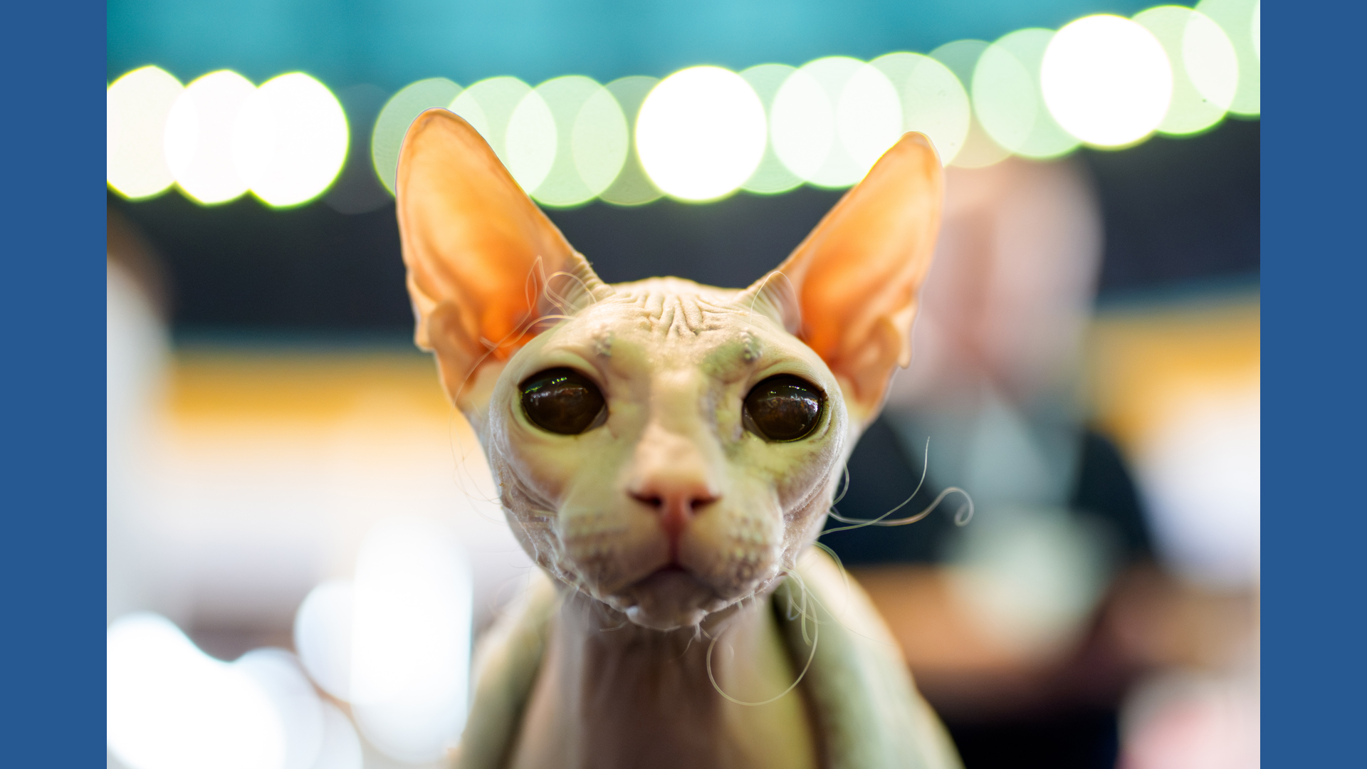 Photos from the world's largest cat show, as 1,000 felines and their ...