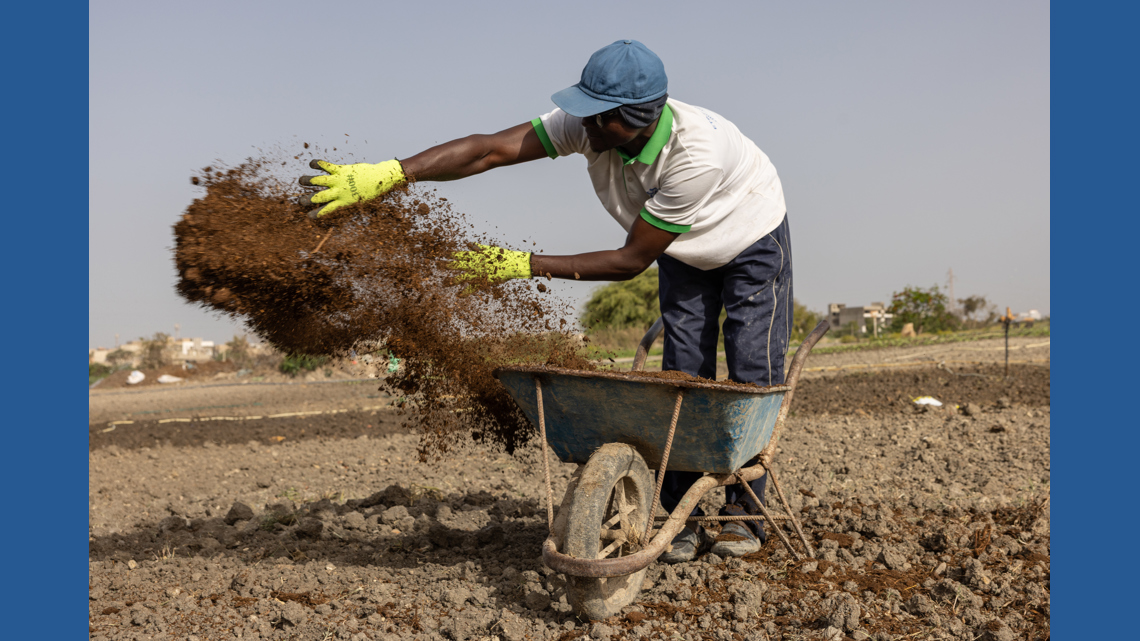 Iran war forces farmers seek fertilizer alternatives from cow dung to ...