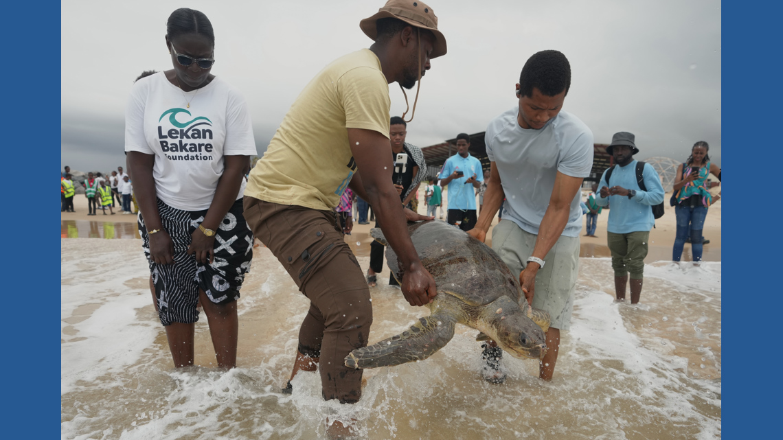 Conservation group rescues sea turtles caught in nets at Nigerian ...