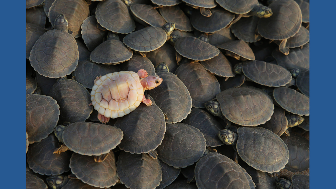 Photos show release of giant Amazon river turtle hatchlings in key ...