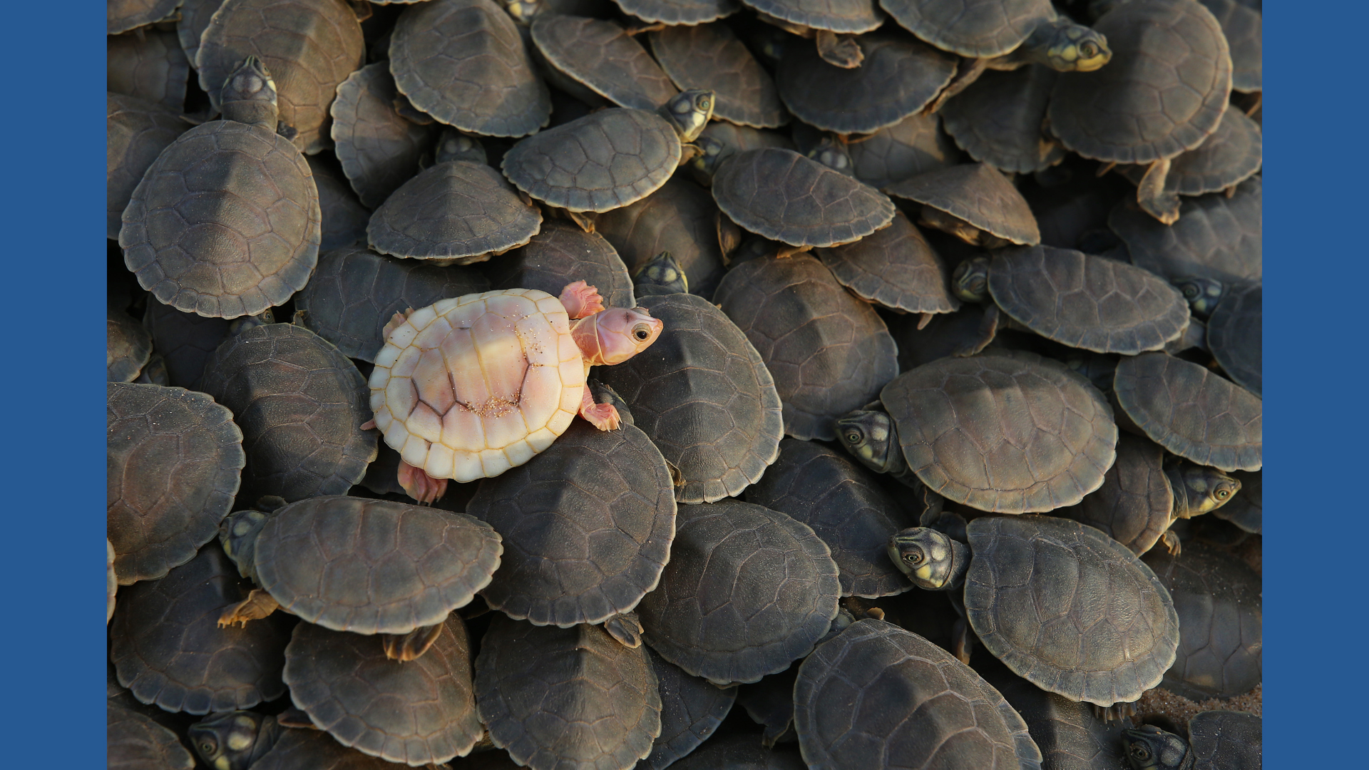 Photos show release of giant Amazon river turtle hatchlings in key ...