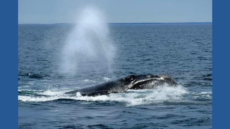 US ocean regulator faces criticism over changes to right whale ...
