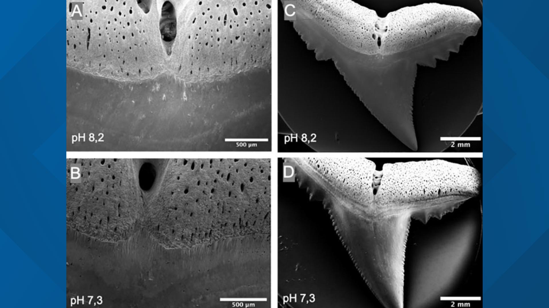 Sharks are famous for fearsome teeth, but ocean acidification could ...