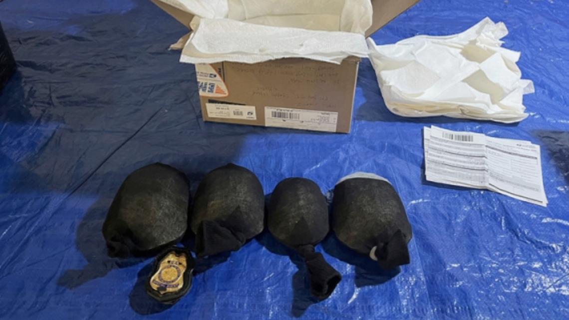 NY resident pleads guilty in $1M turtle smuggling case | wtol.com