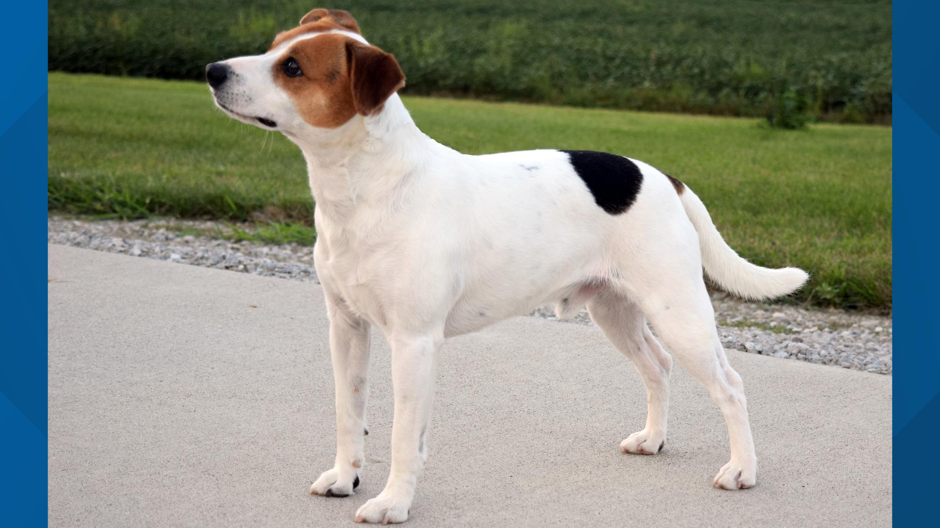 Meet the Danish-Swedish farmdog: Newest breed in American Kennel Club's ...