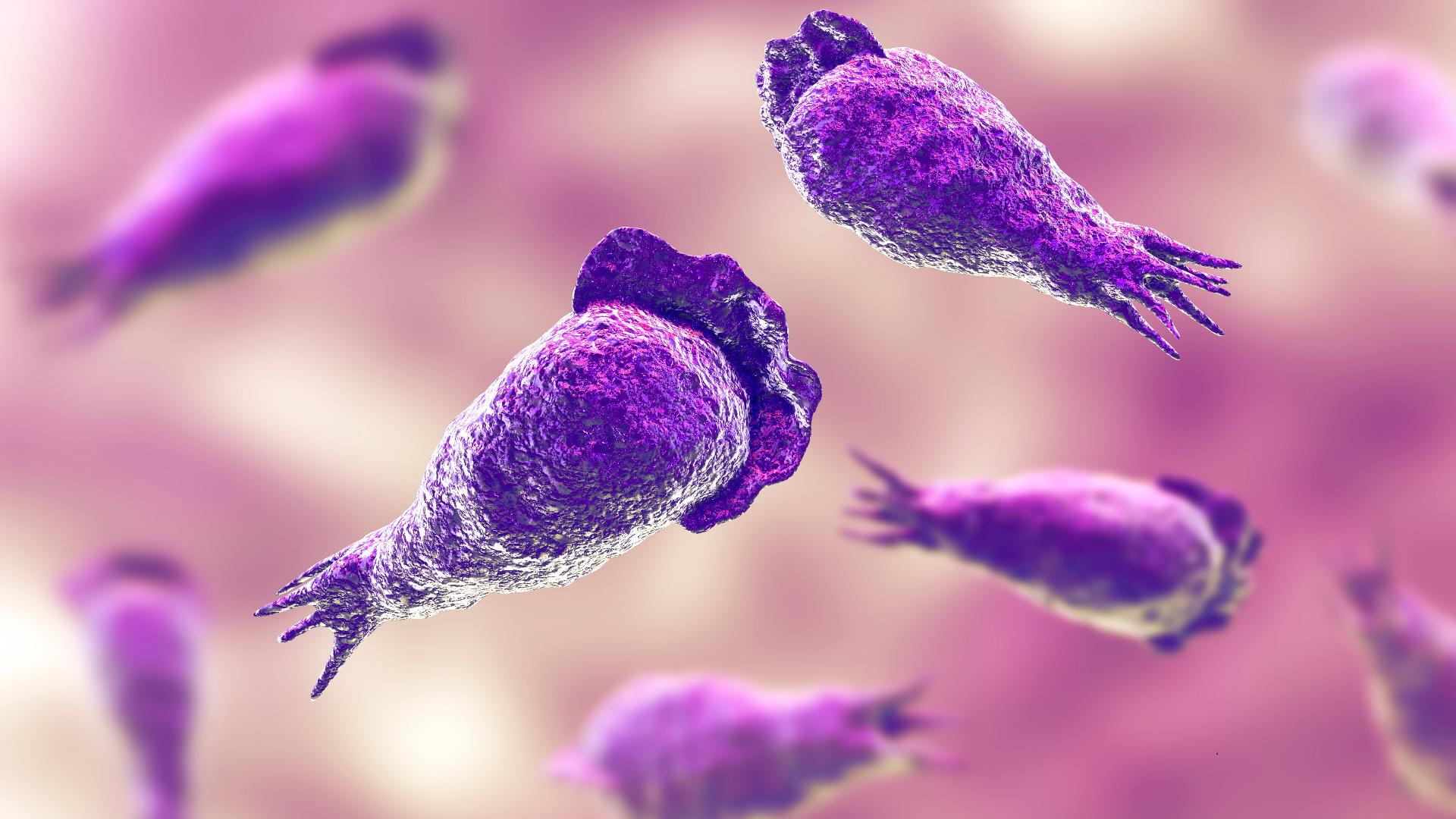 Brain-eating amoeba: Cases in Texas, South Carolina highlight deadly ...