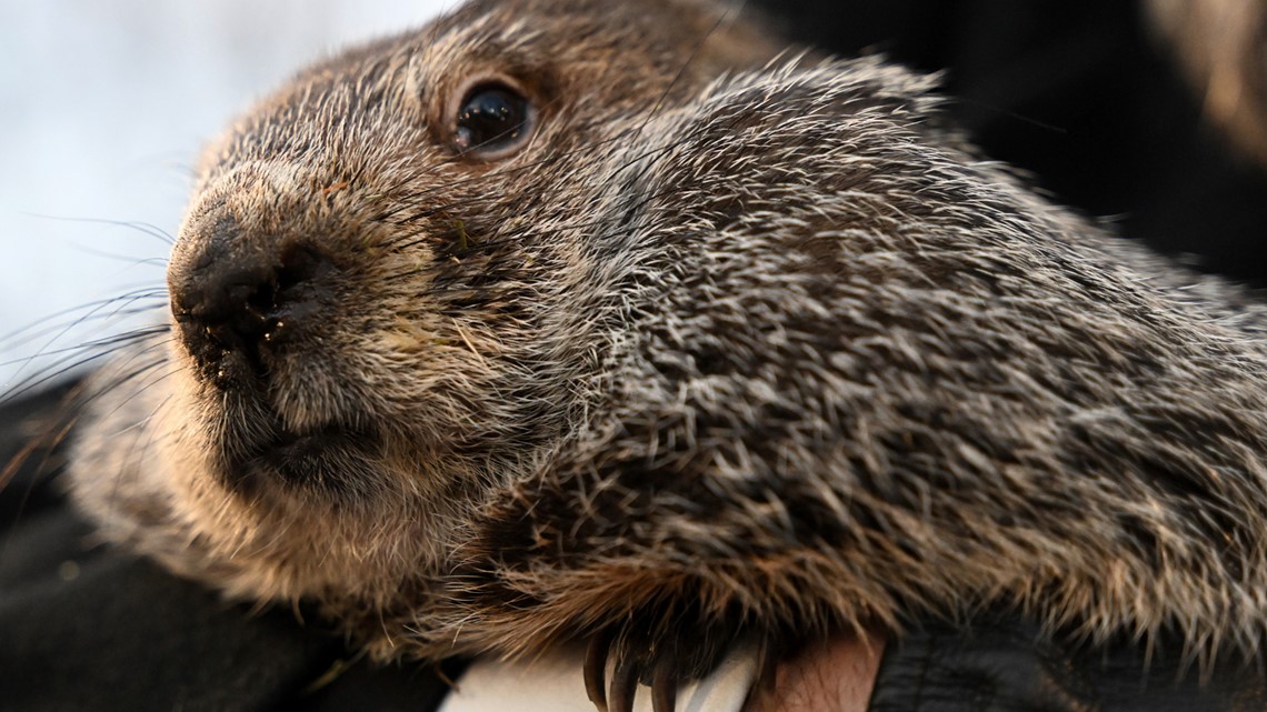 When is groundhog day? | wtol.com