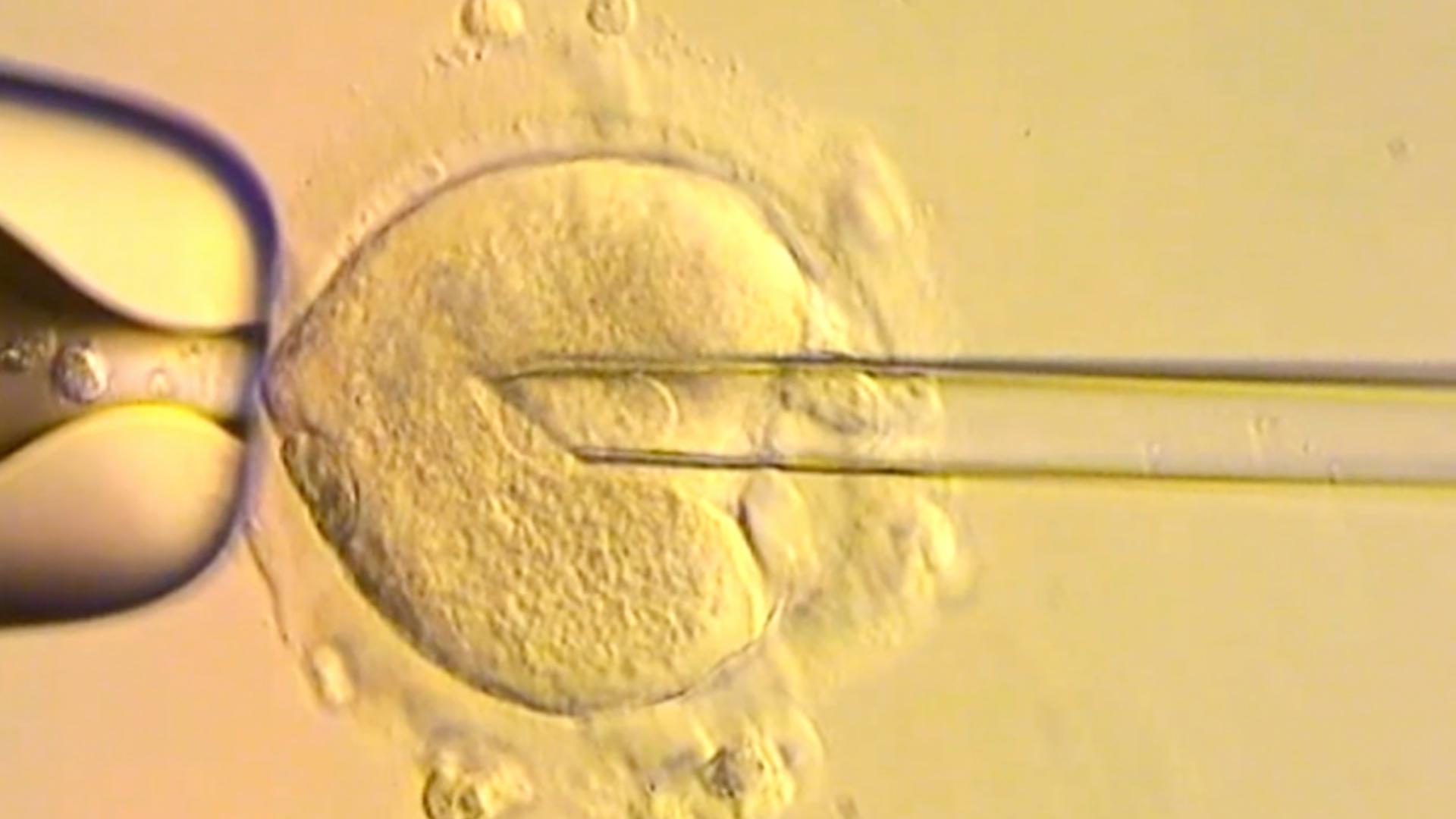 Researchers report healthy babies born using DNA from 3 parents | wtol.com