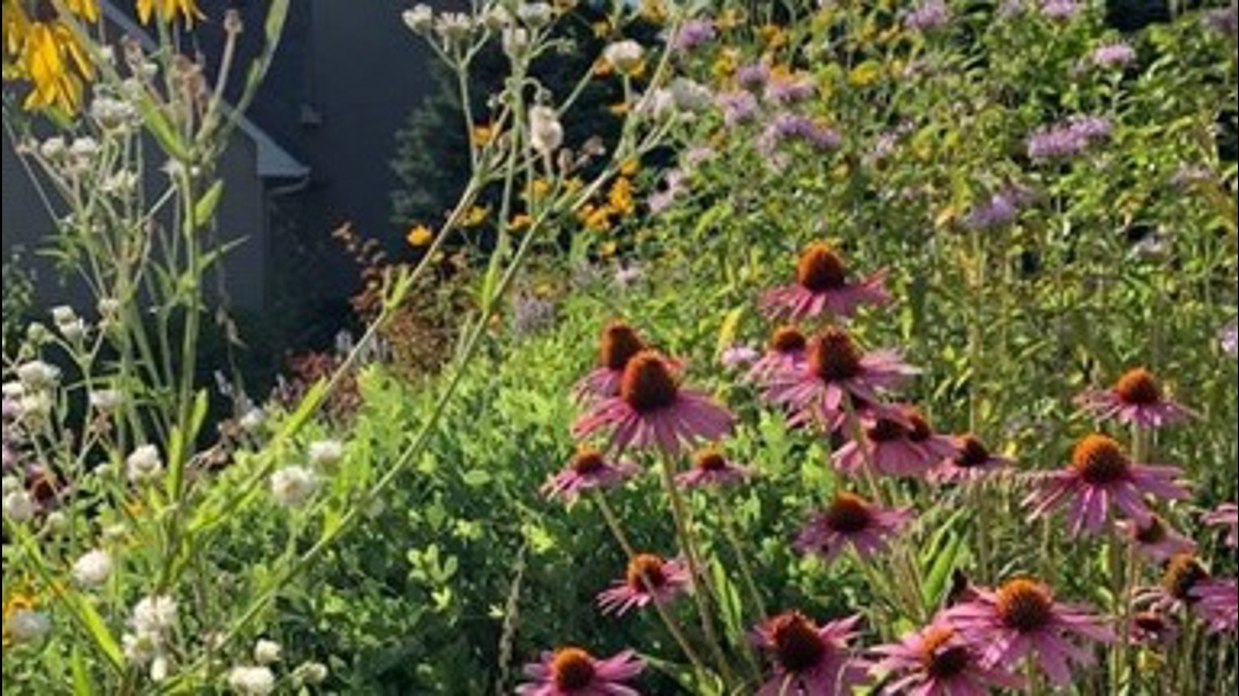 From Pawpaws to Pin Oaks | Lucas SWCD announces 2026 plant sale | wtol.com