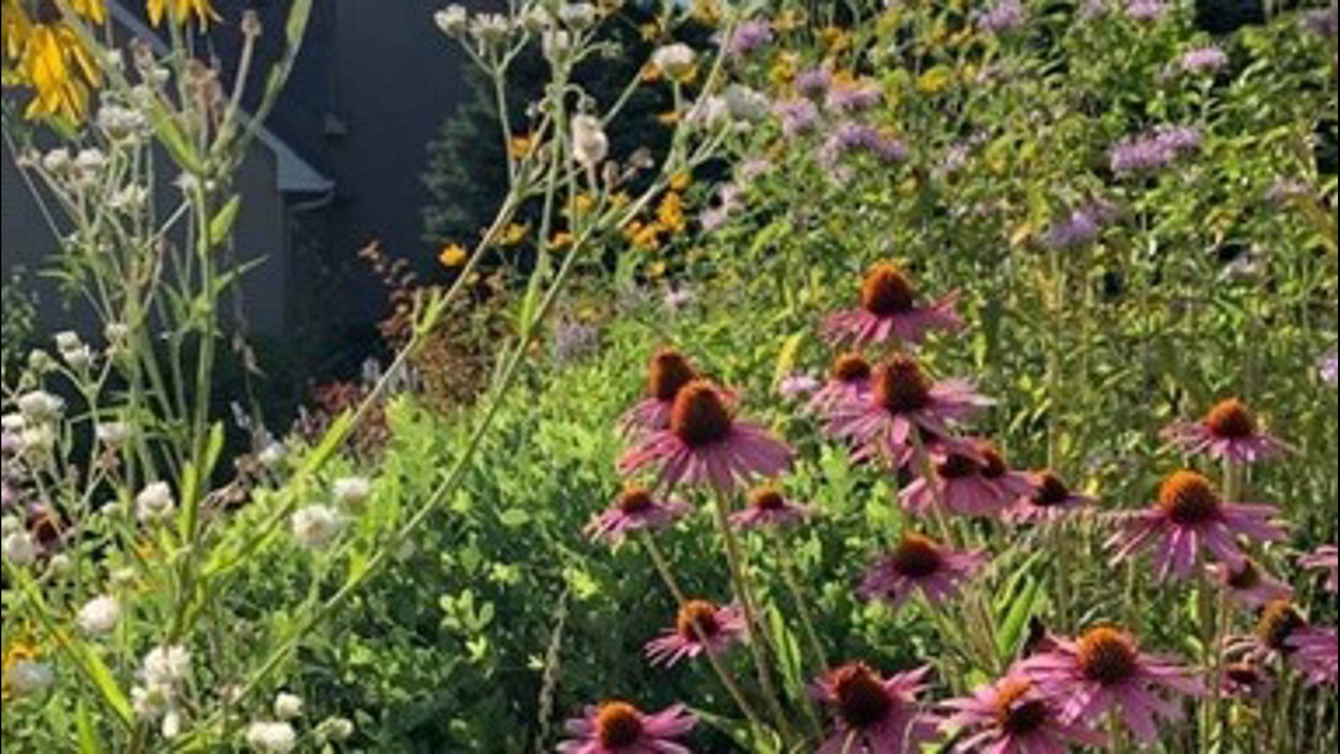 From Pawpaws to Pin Oaks | Lucas SWCD announces 2026 plant sale | wtol.com