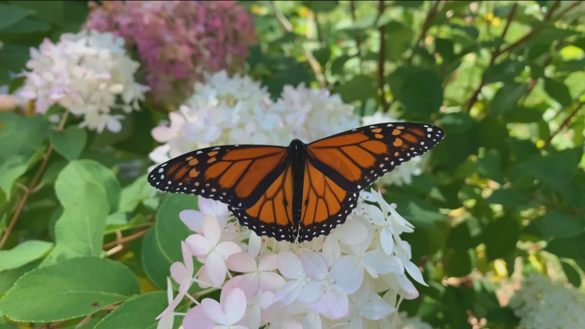 Inaugural Monarch Fest to be held at Put-in-Bay | wtol.com