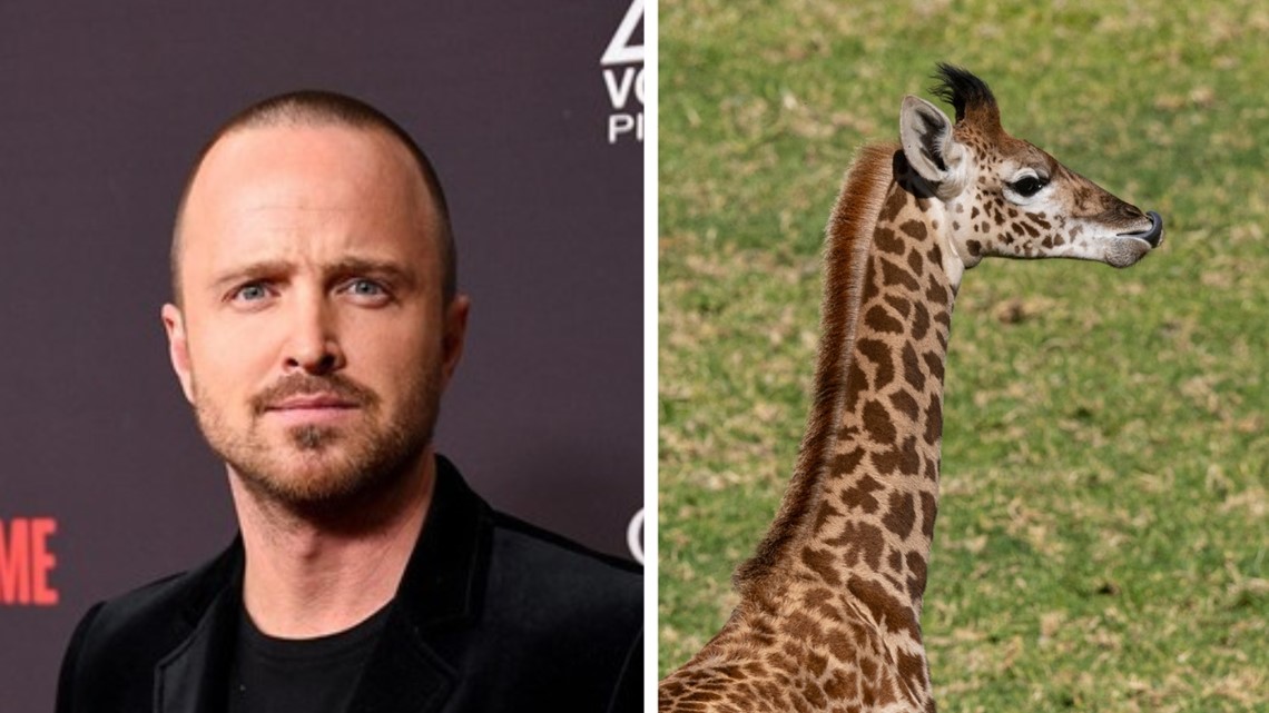 Breaking Bad actor Aaron Paul helps name San Diego giraffe | wtol.com