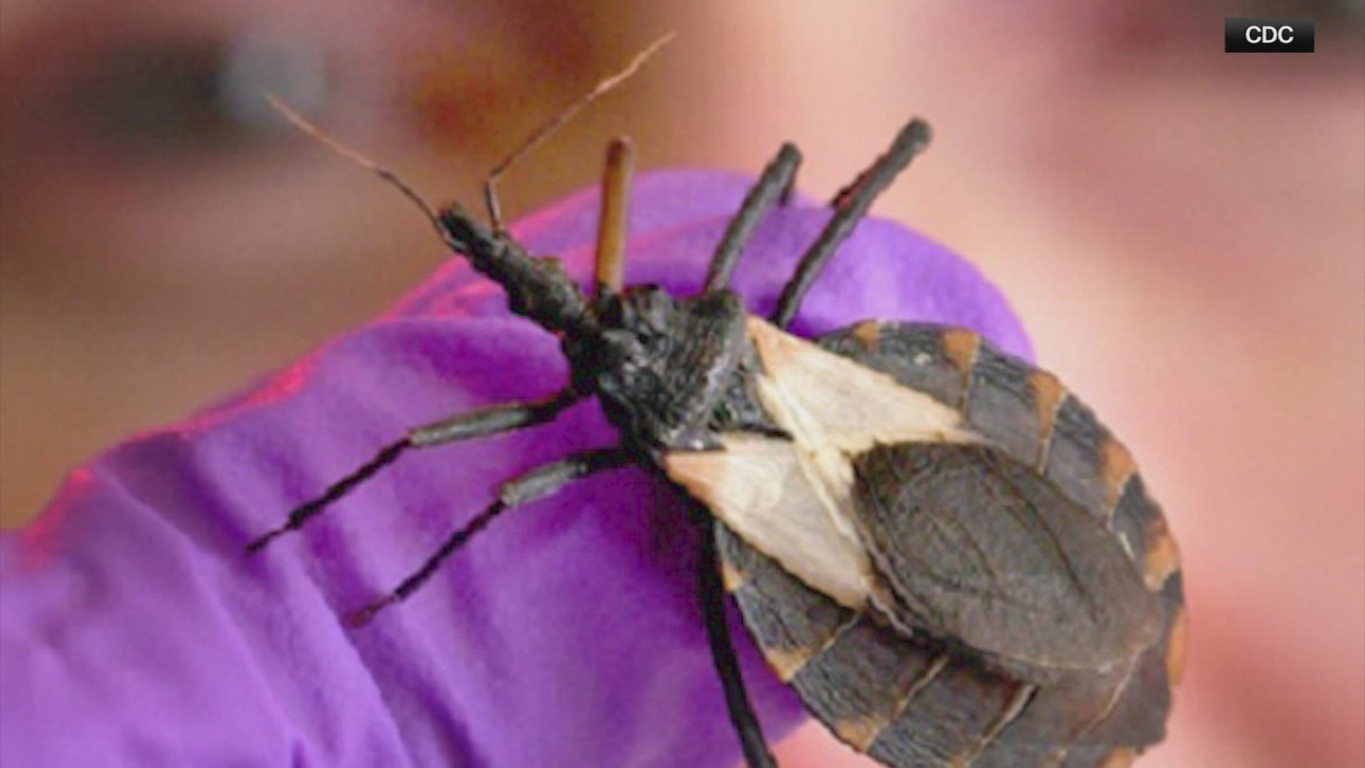 What is Chagas disease? CDC report warns of disease spread from ...