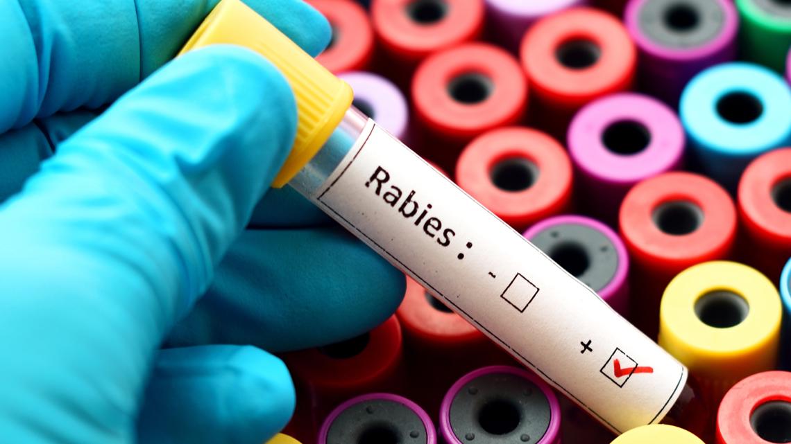 New details from CDC show what led to fatal Toledo human rabies case ...
