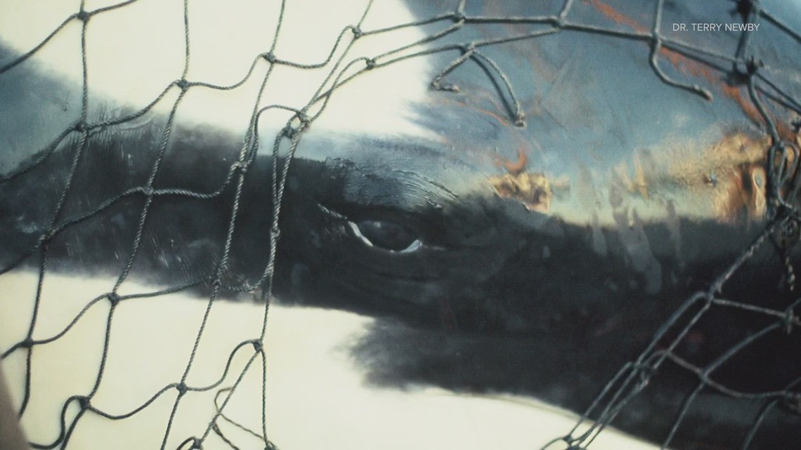 A timeline of Tokitae's life from capture in Washington to death | wtol.com