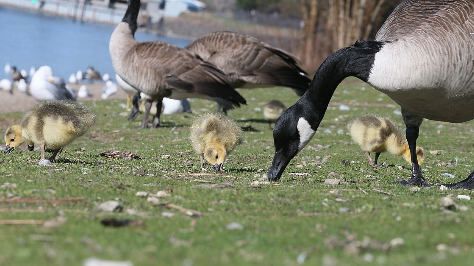 Is bird flu in my area of Ohio? ODNR lists suspected counties with sick ...