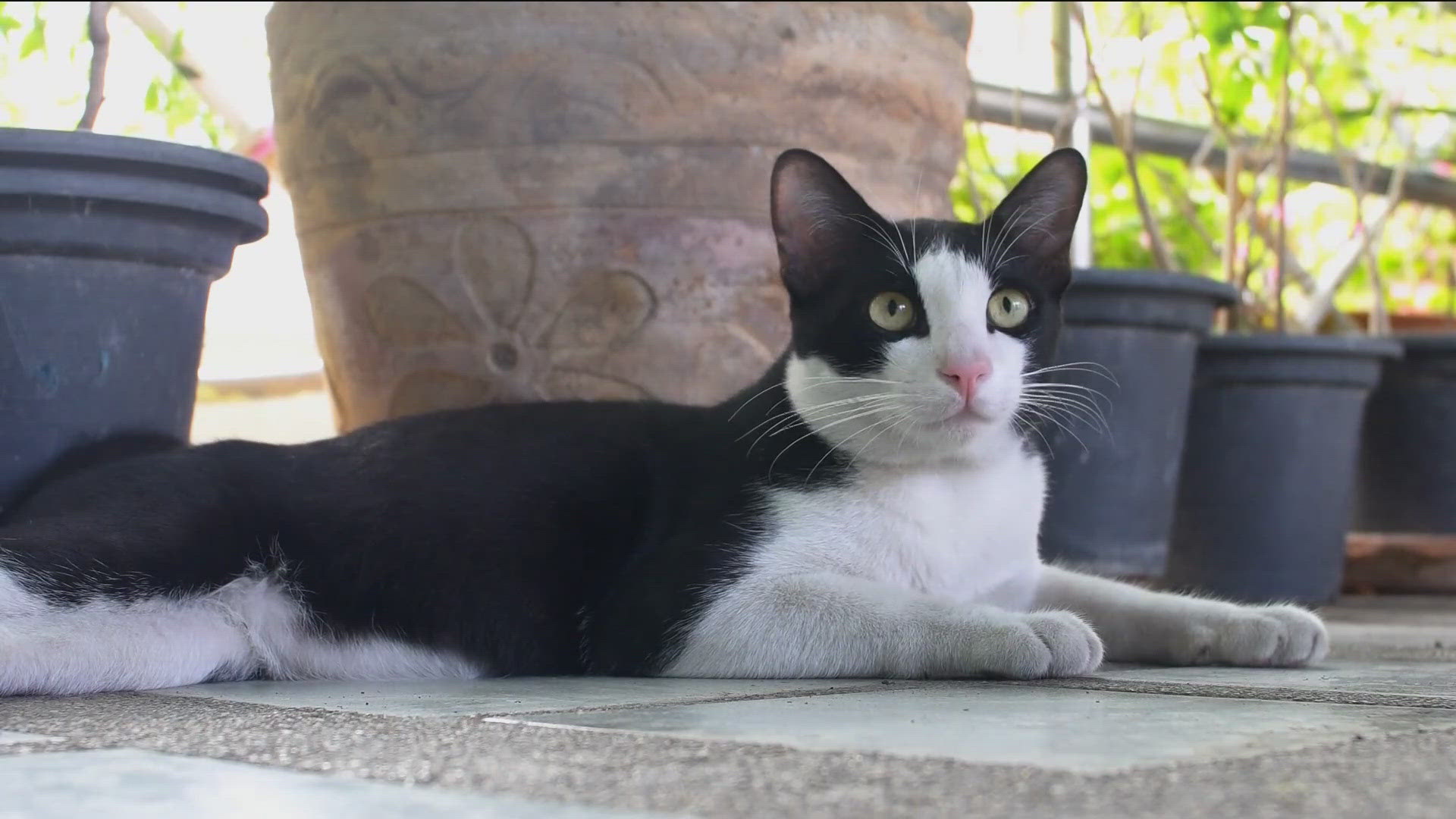 Animal microchip company goes out of business | wtol.com