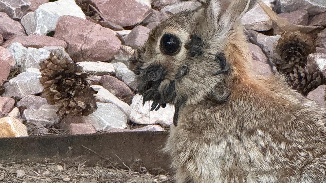 Colorado rabbits show bizarre' 'tentacle' growths on their heads | wtol.com