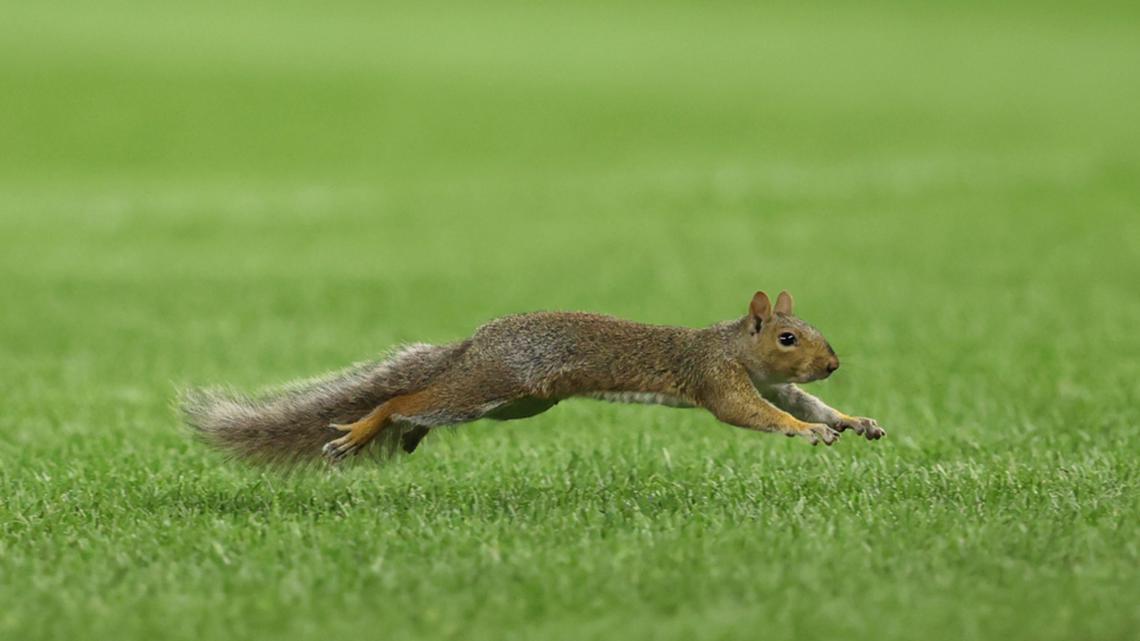 Squirrel runs onto Yankee Stadium field during Red Sox-Yankees game ...