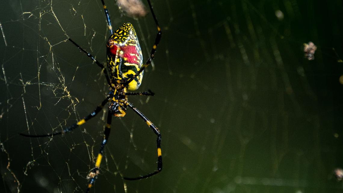 Giant flying venomous Joro spiders on the East Coast? | wtol.com