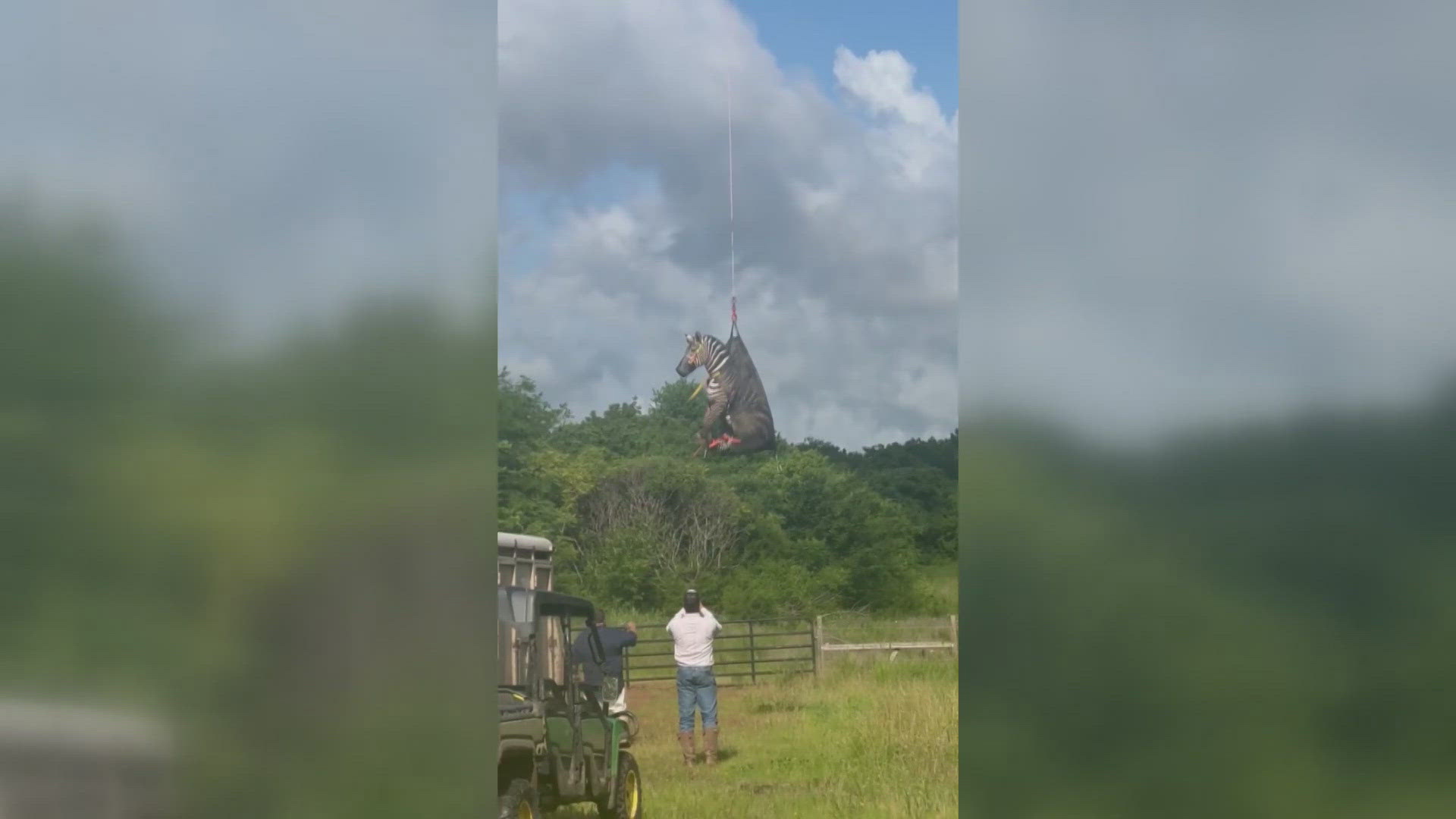 Zebra in Tennessee found, airlifted to safety after being on the run ...
