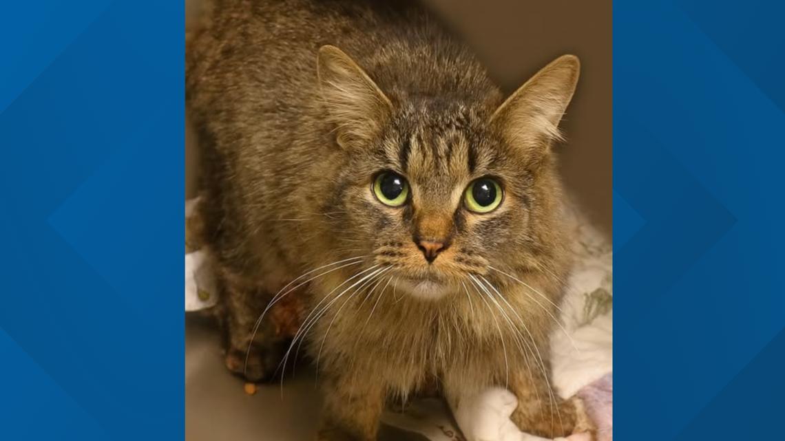 Shops at Fallen Timbers in sad state, but some hope it can recover ...