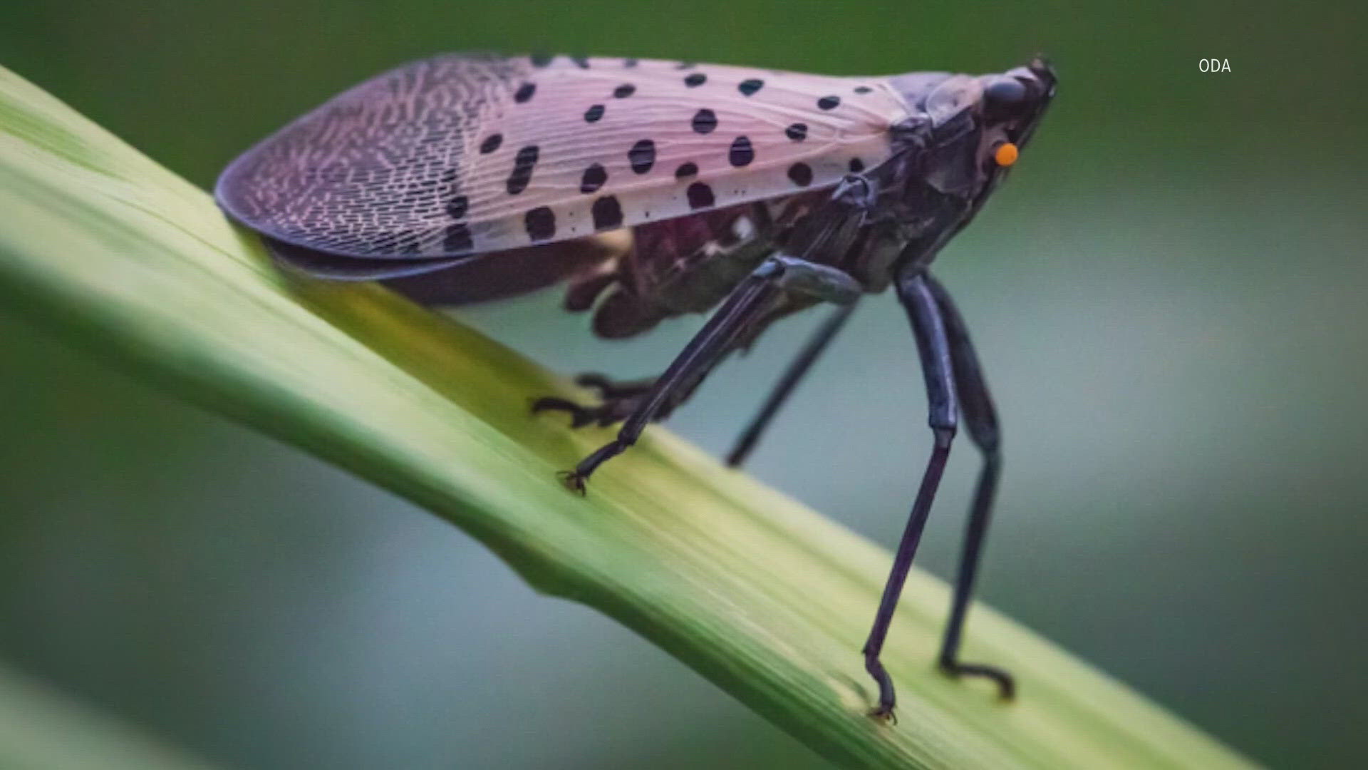 Spotted lanternflies: What are they and why are they a pest? | wtol.com