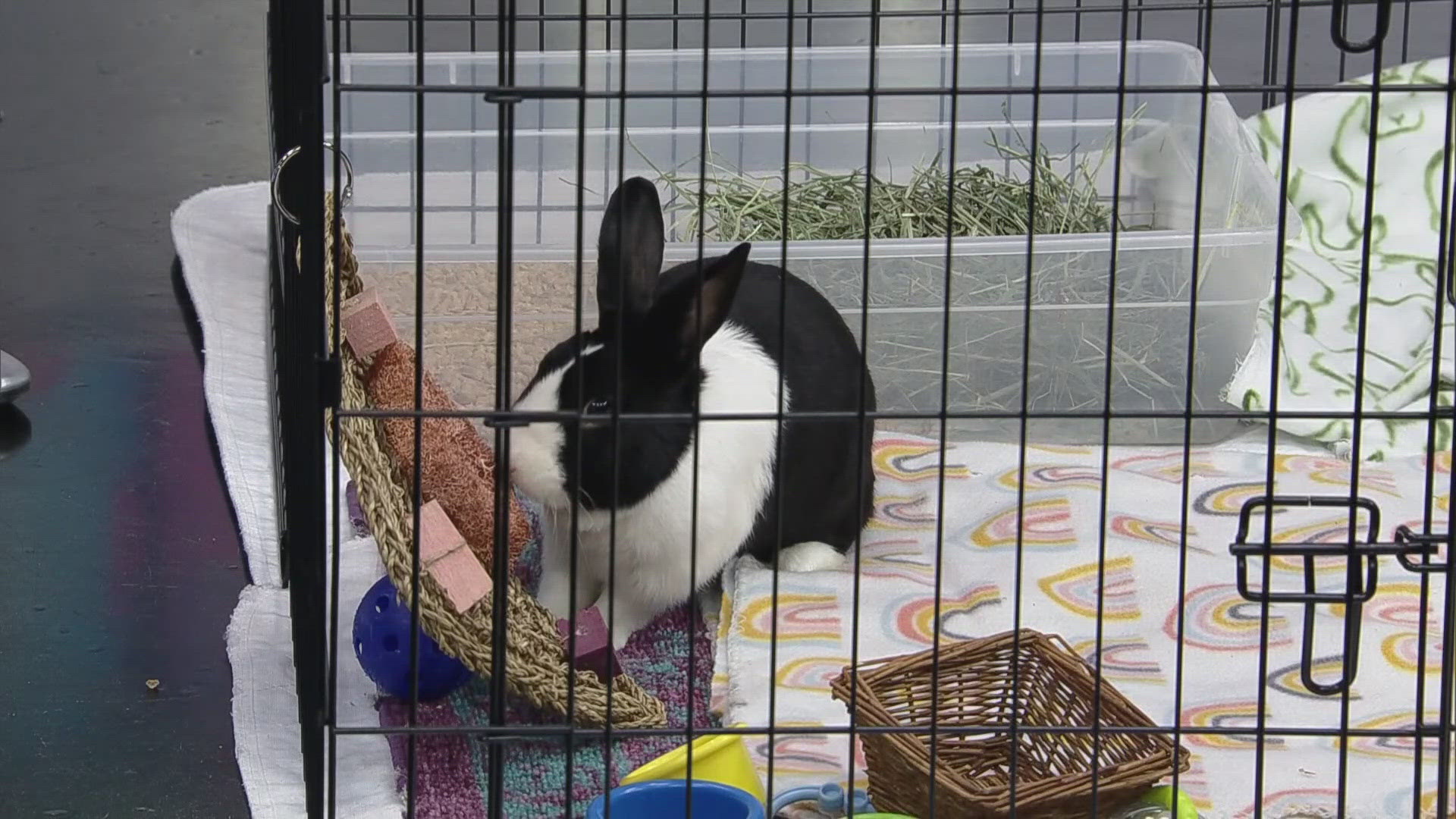 Ohio House Rabbit Rescue braces for post-Easter influx | wtol.com