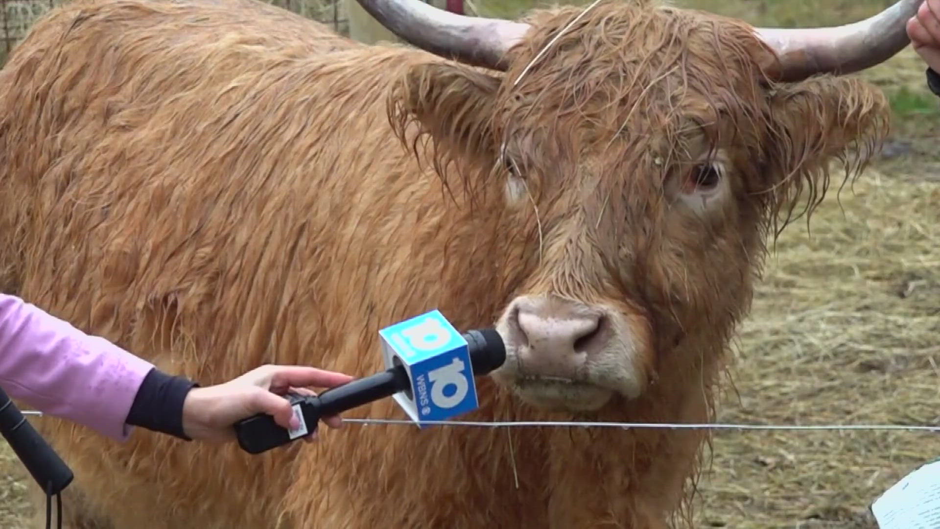 Meet 'Marigold', the escaped cow that shut down I-270 for hours | wtol.com