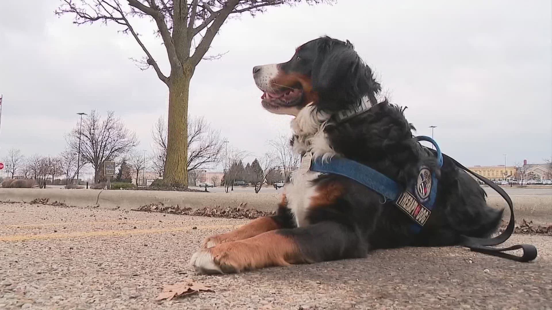 Columbus police therapy dogs visit Polaris after shots fired in mall ...
