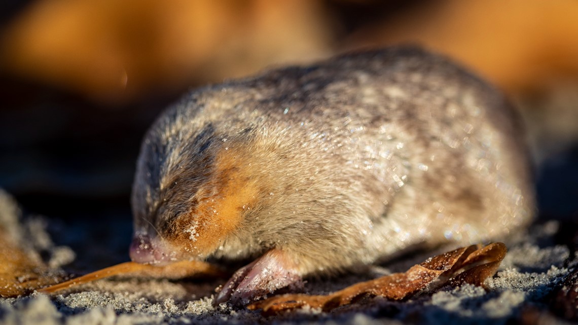 Blind golden mole that 'swims' in sand detected in South Africa for ...