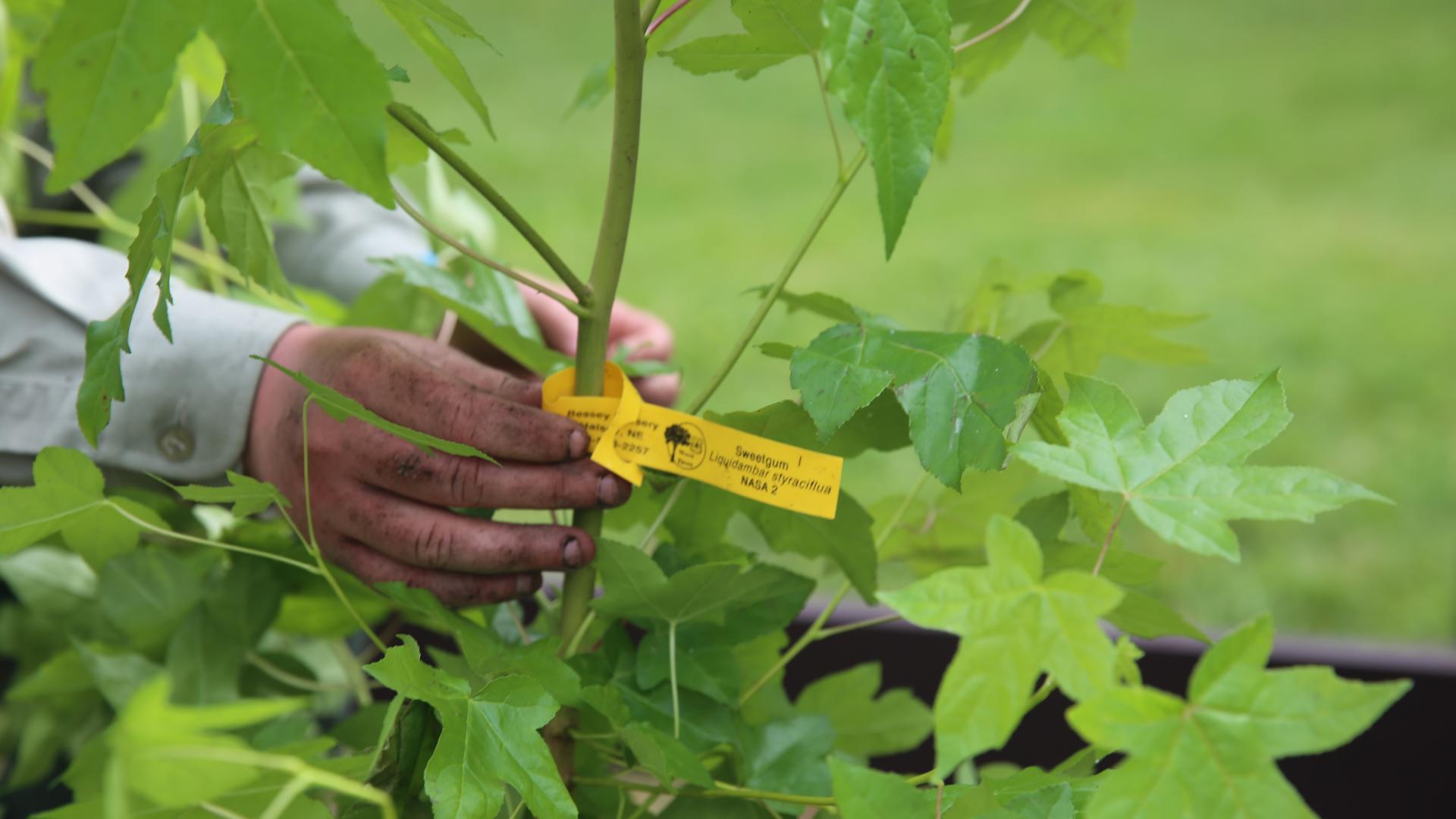 Wayne National Forest plants Moon Tree sapling | wtol.com