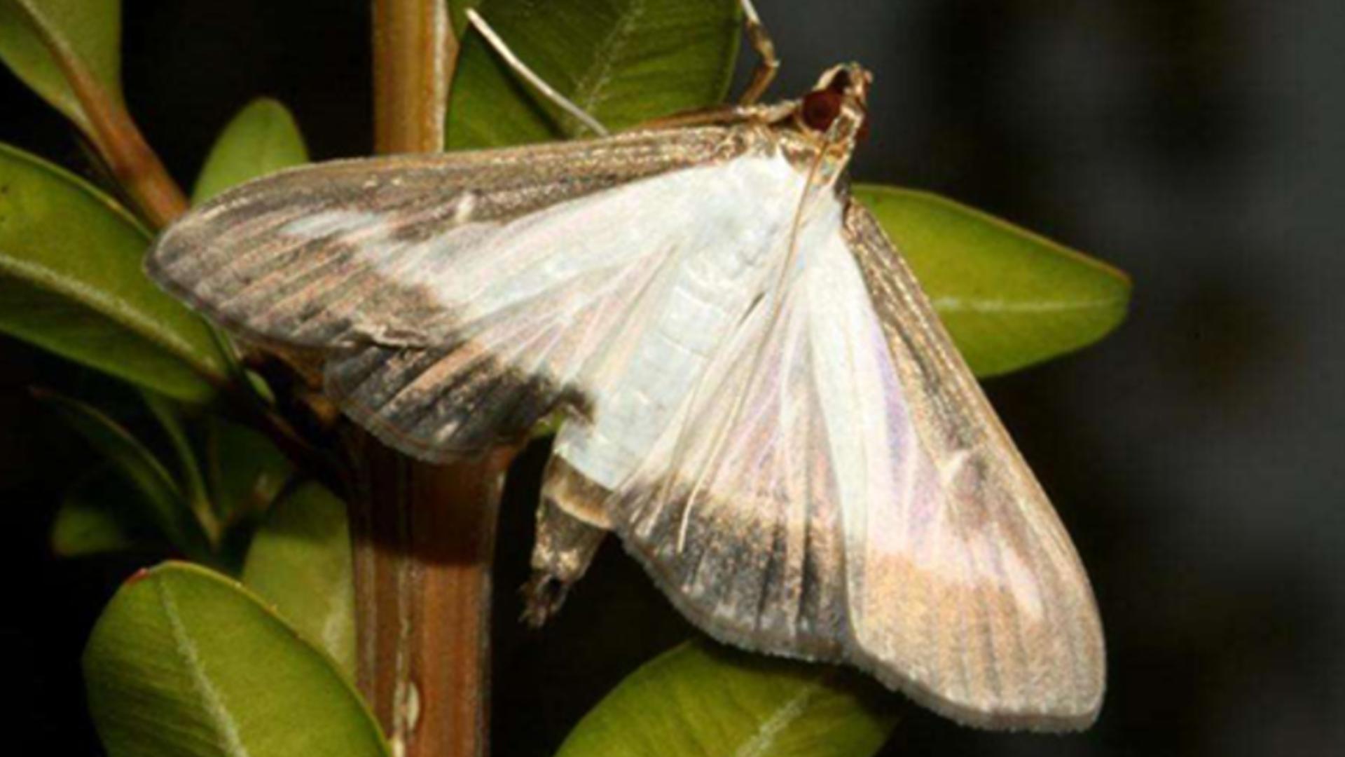 Box tree moth identified in 4 more Ohio counties | wtol.com