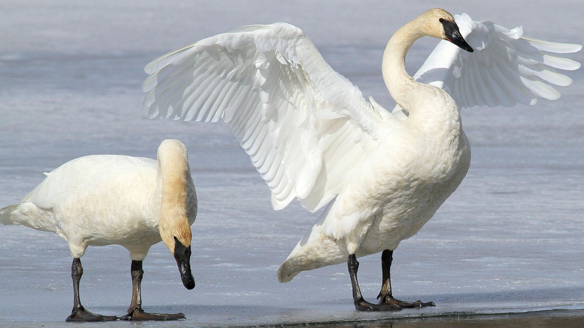Trumpeter swans removed from Ohio's threatened species list | wtol.com