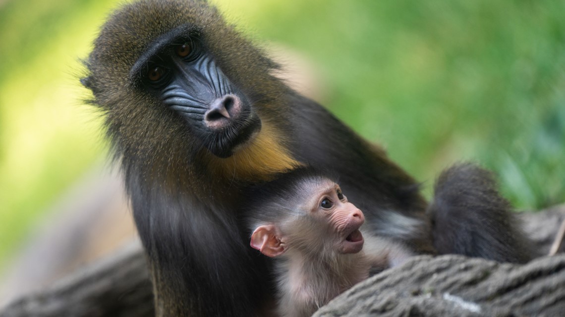 Columbus Zoo’s mandrill family welcomes new baby girl | wtol.com