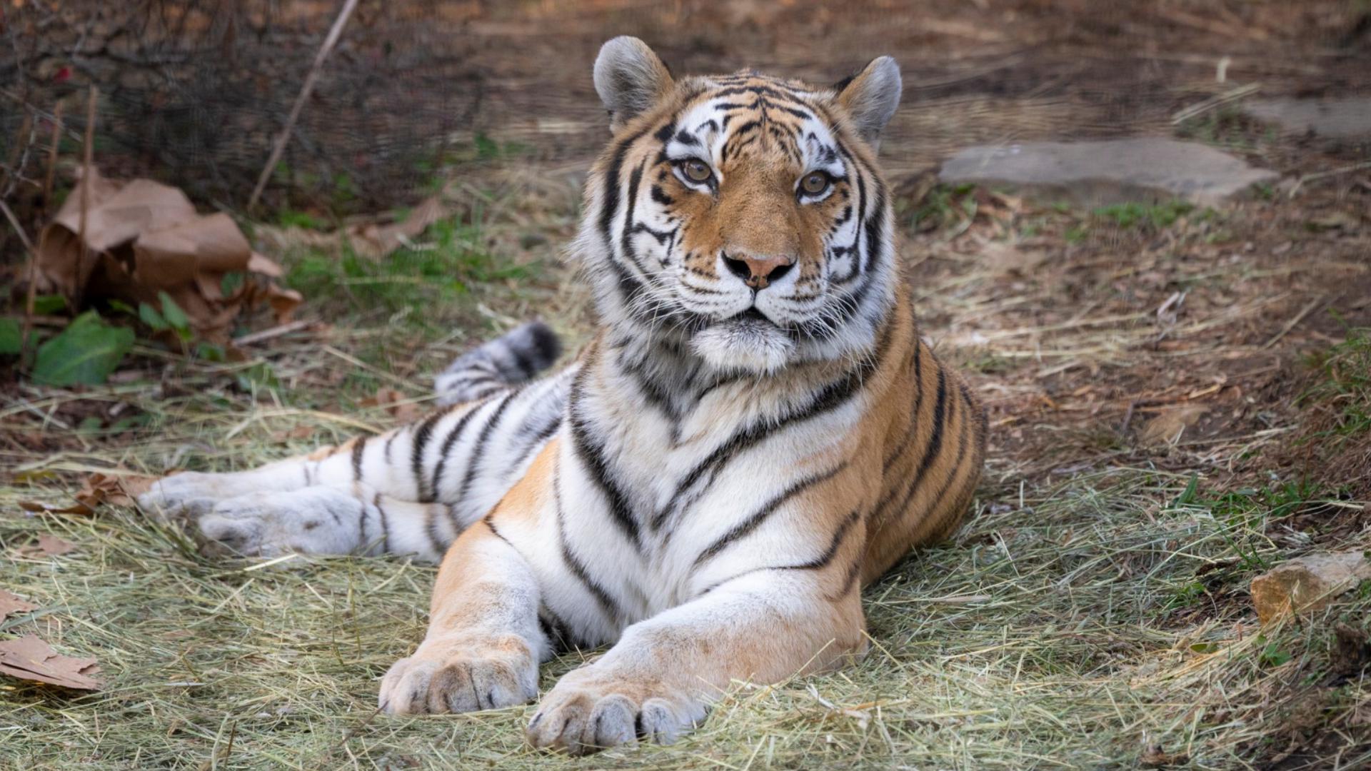 Columbus Zoo mourns death of beloved tiger Mara | wtol.com