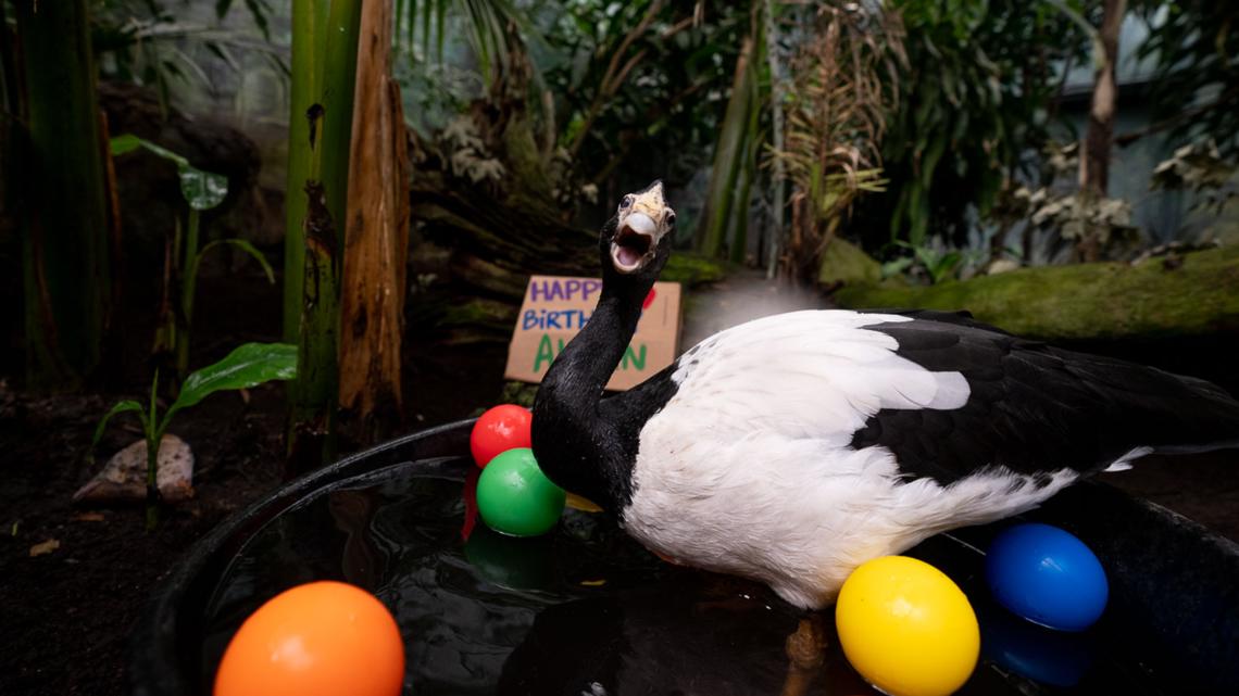 22-year-old magpie goose at Columbus Zoo euthanized | wtol.com