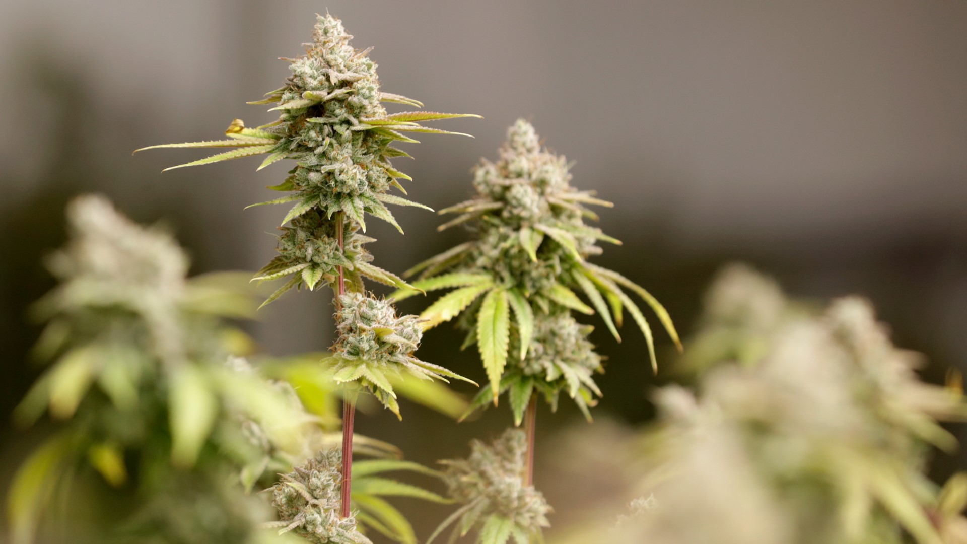 Marijuana legalization campaign in Ohio adds more signatures | wtol.com