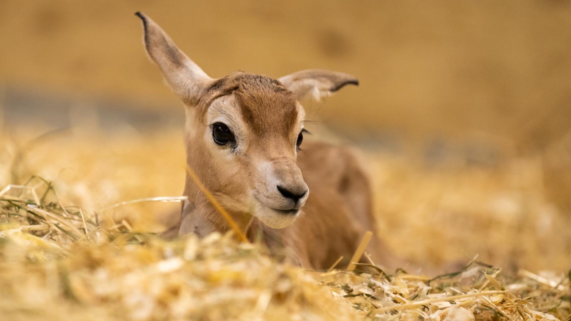 3 dama gazelle calves born at Columbus Zoo | wtol.com