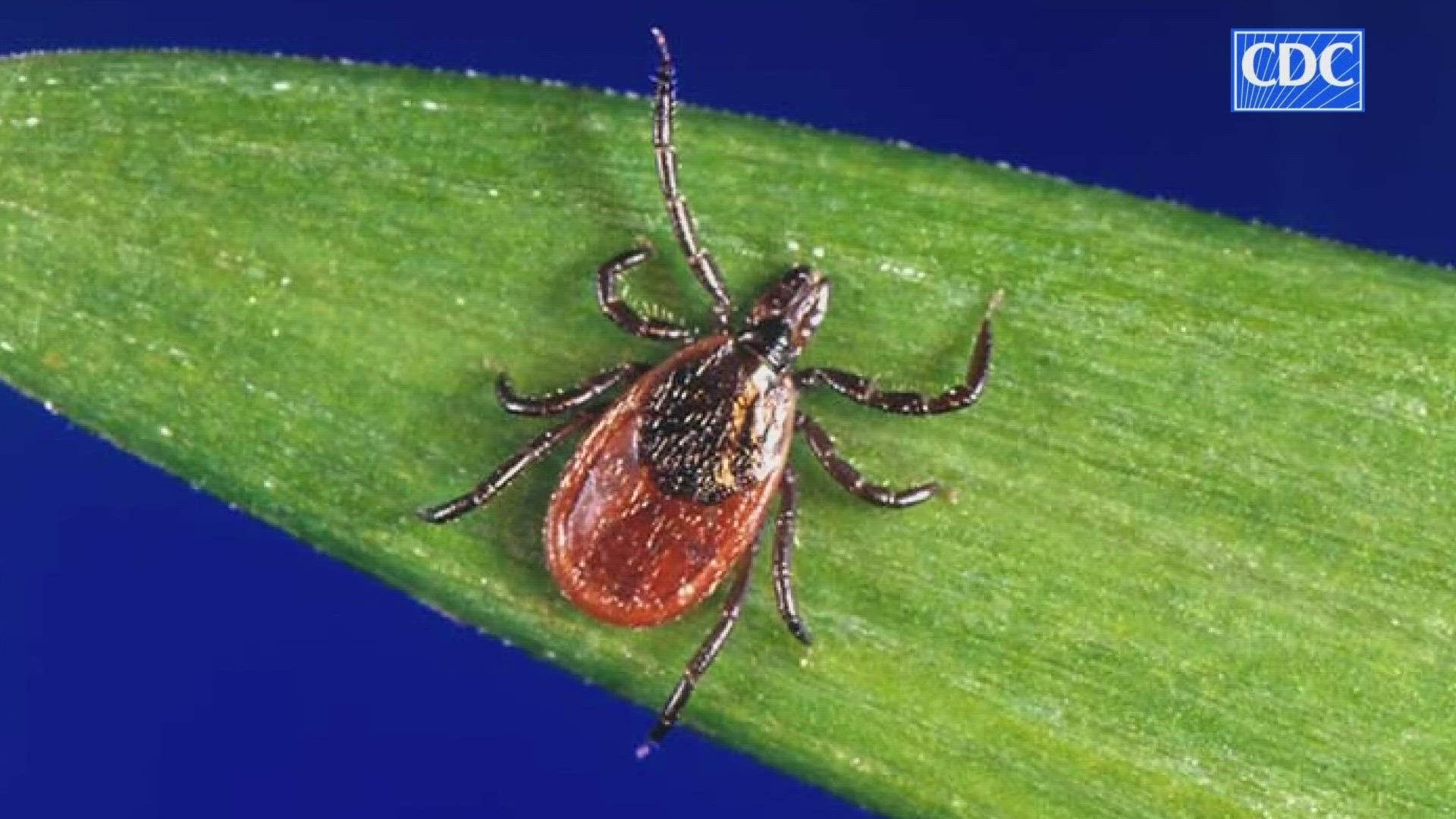 Lyme disease: How is it contracted and spread? | wtol.com