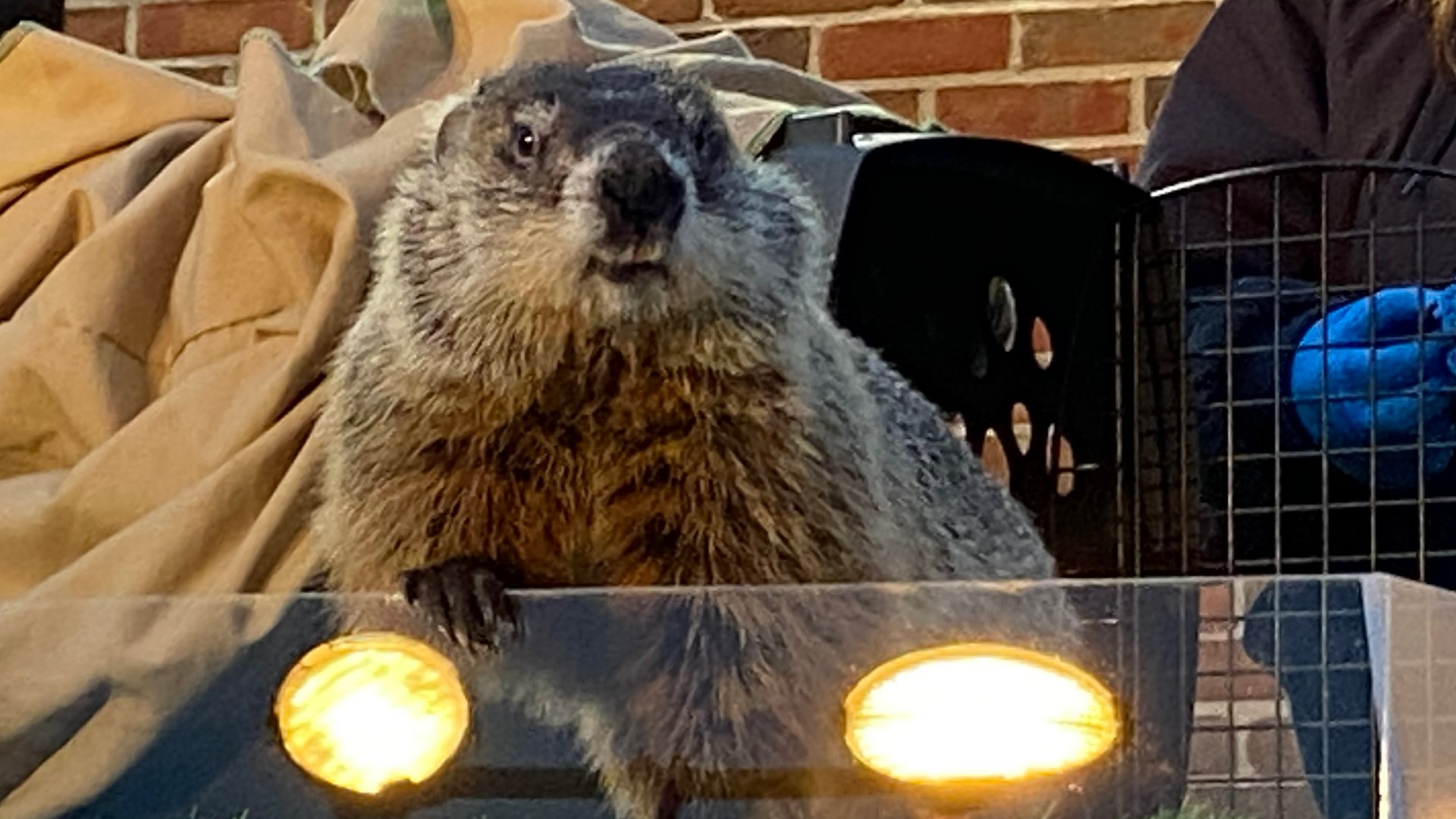 Groundhog Day 2026: Did Buckeye Chuck see his shadow? | wtol.com