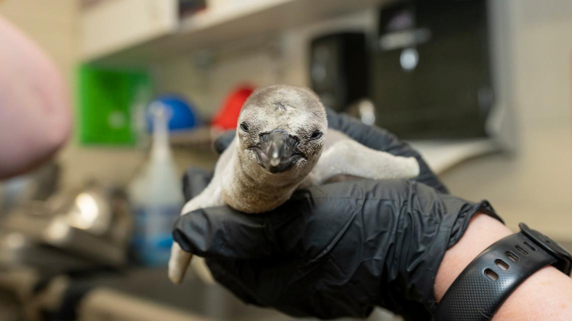 Sheetz announces 6 Toledo-area locations | wtol.com