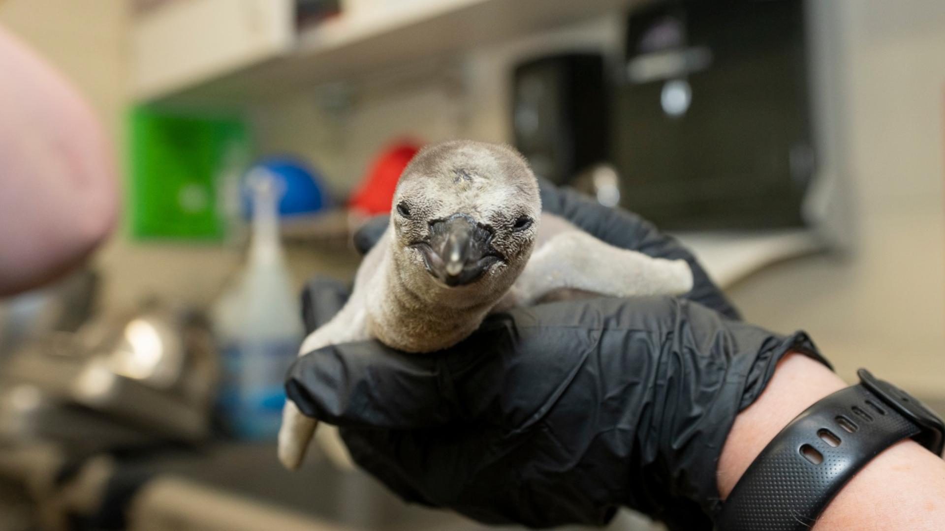 Columbus Zoo welcomes 3rd penguin chick | wtol.com