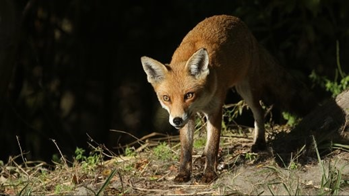 How to safely handle an encounter with a rabid animal | wtol.com