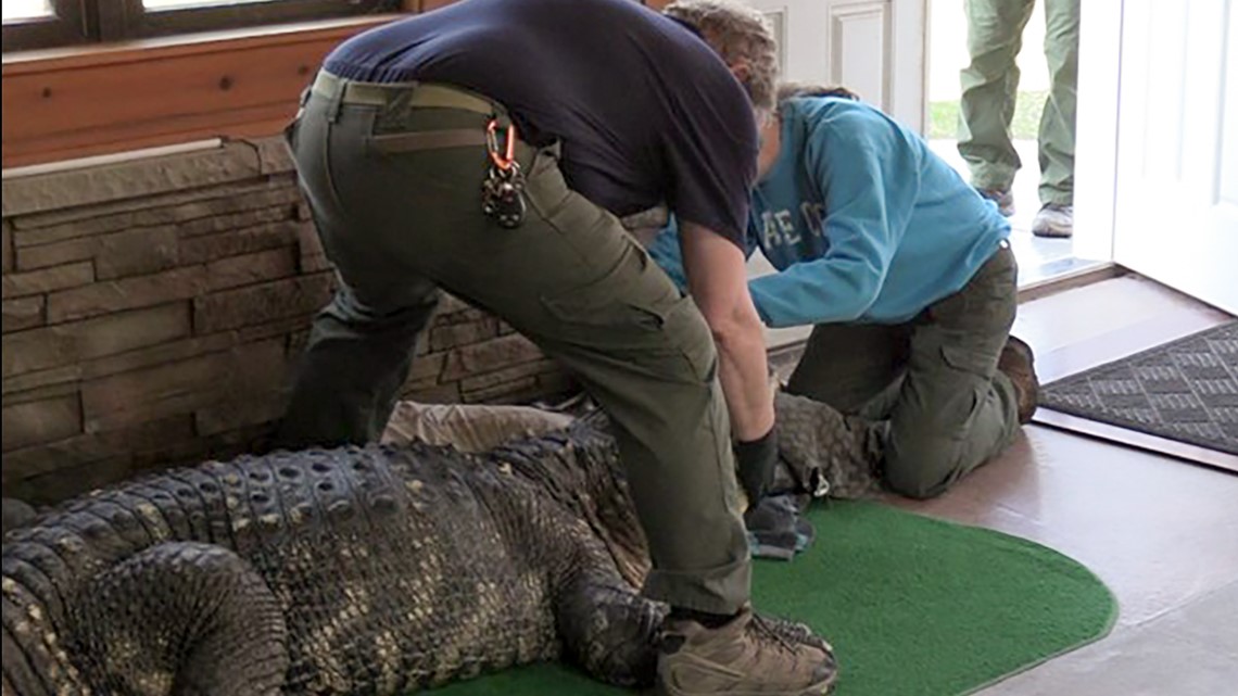 Albert the Alligator in Hamburg NY creates a buzz | wtol.com