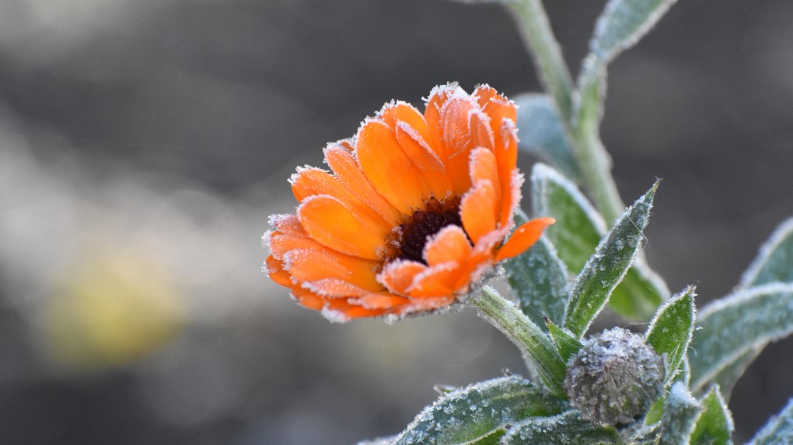 Freeze warning issued for northwest Ohio ahead of Wednesday | wtol.com