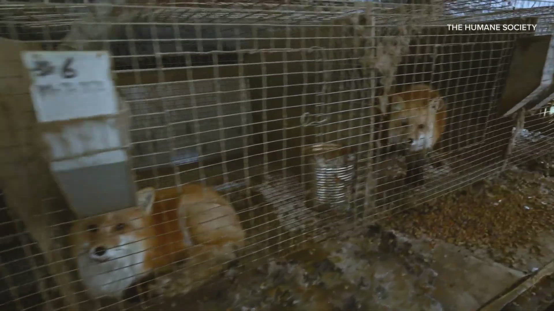 Hundreds of animals rescued from Ashtabula County fur and urine farm ...