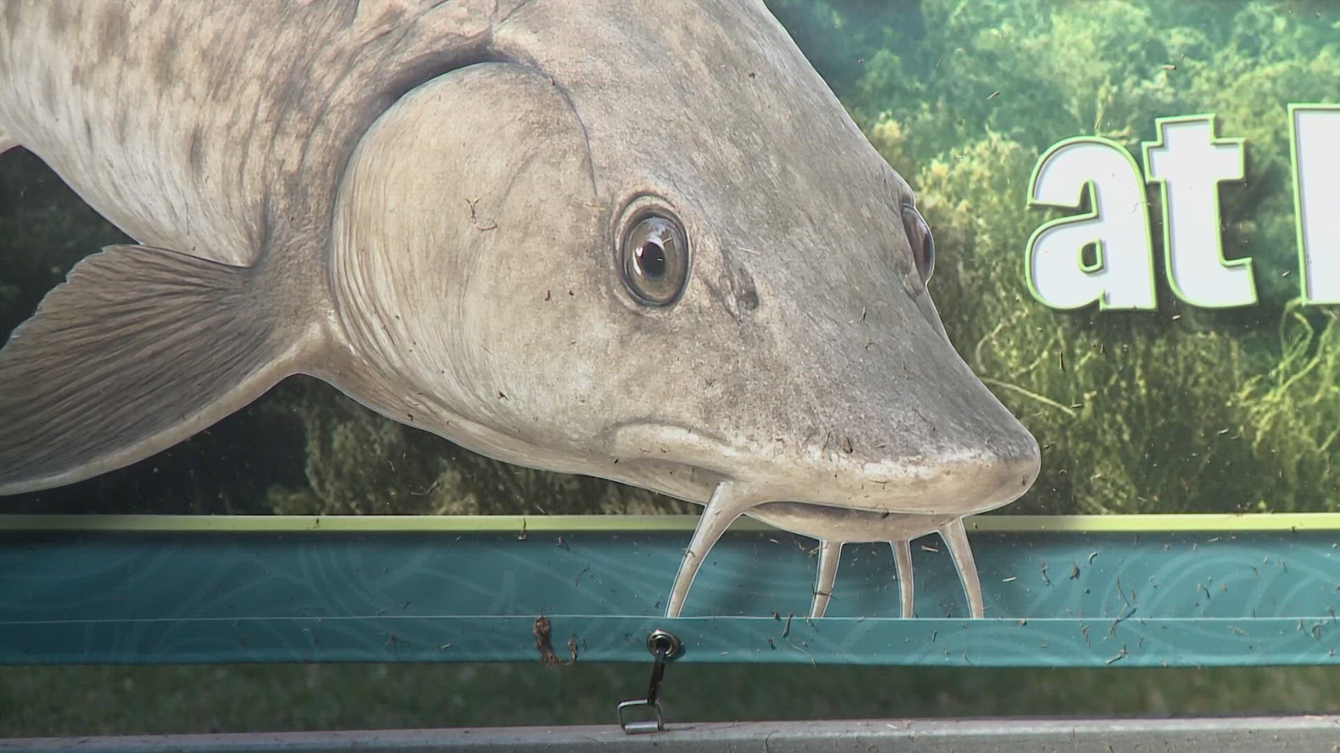 Lake sturgeon make a triumphant return to Cuyahoga River, Lake Erie ...