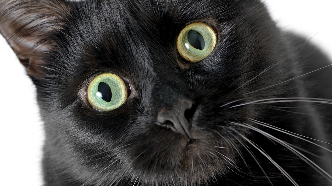 Black cat interrupts Monday Night Football | wtol.com