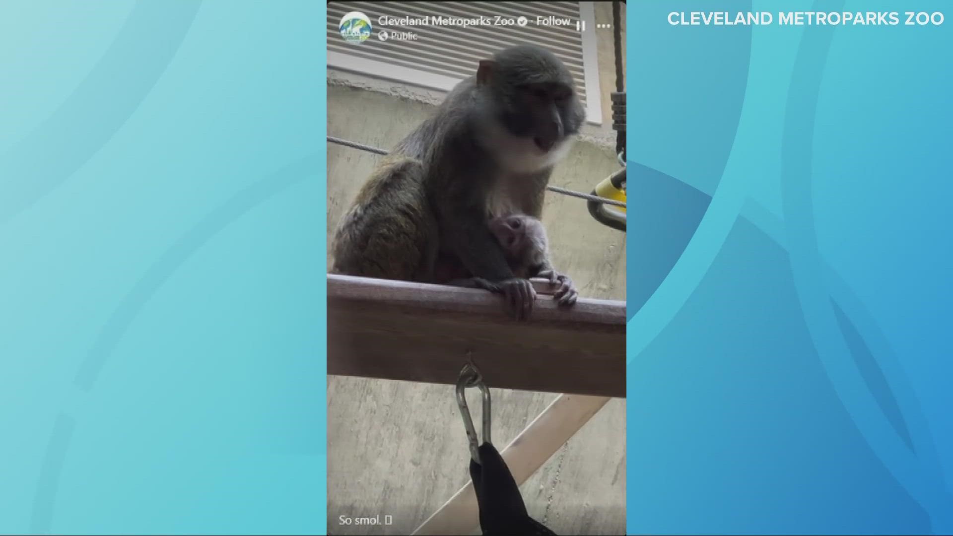 Cleveland Metroparks Zoo welcomes baby Swamp Monkey | wtol.com